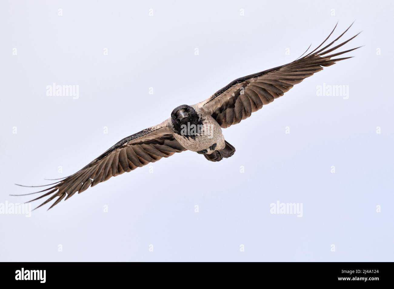 Hooded crow in flight Stock Photo - Alamy
