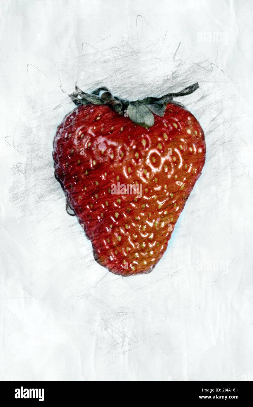 close-up of ripe strawberry in pencil drawing style Stock Photo - Alamy