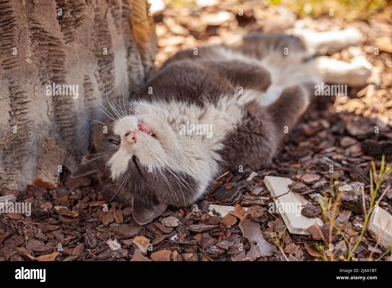 Feline kitten close up belly hi-res stock photography and images - Alamy
