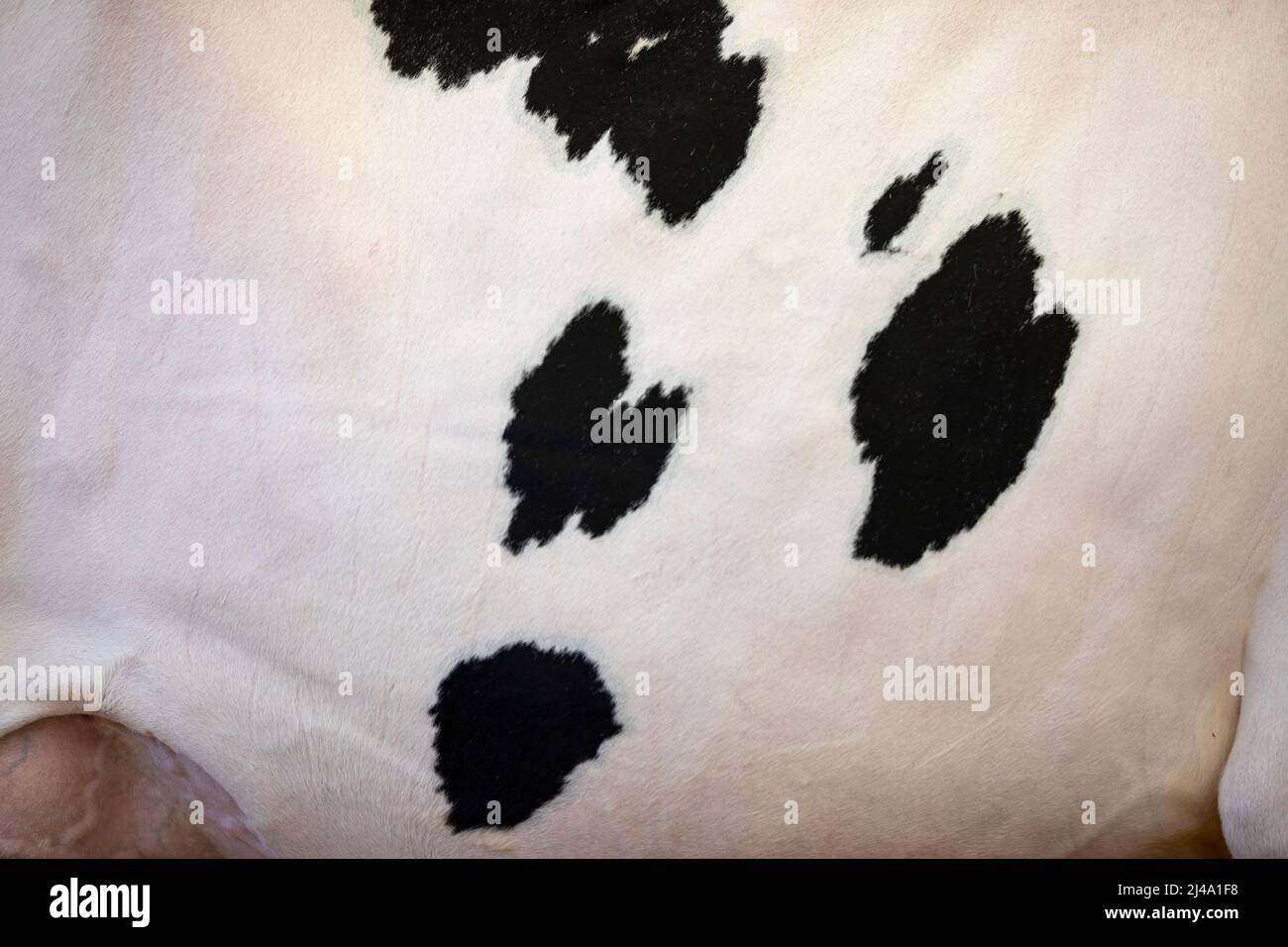 Spotted skin pattern hi-res stock photography and images - Alamy