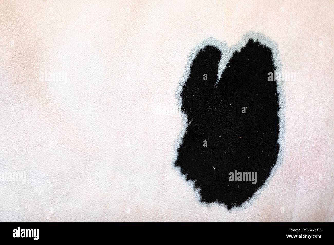Holstein cow fur pattern Stock Photo - Alamy