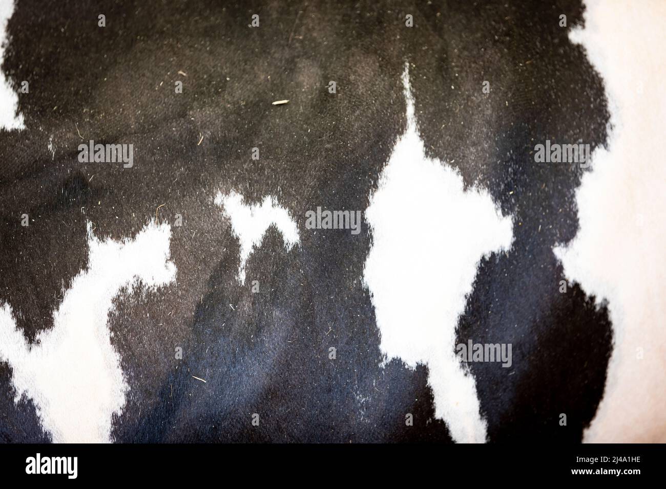 Holstein cow fur pattern Stock Photo - Alamy