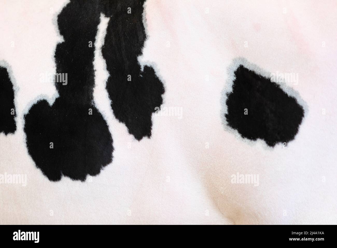 Holstein cow fur pattern Stock Photo - Alamy