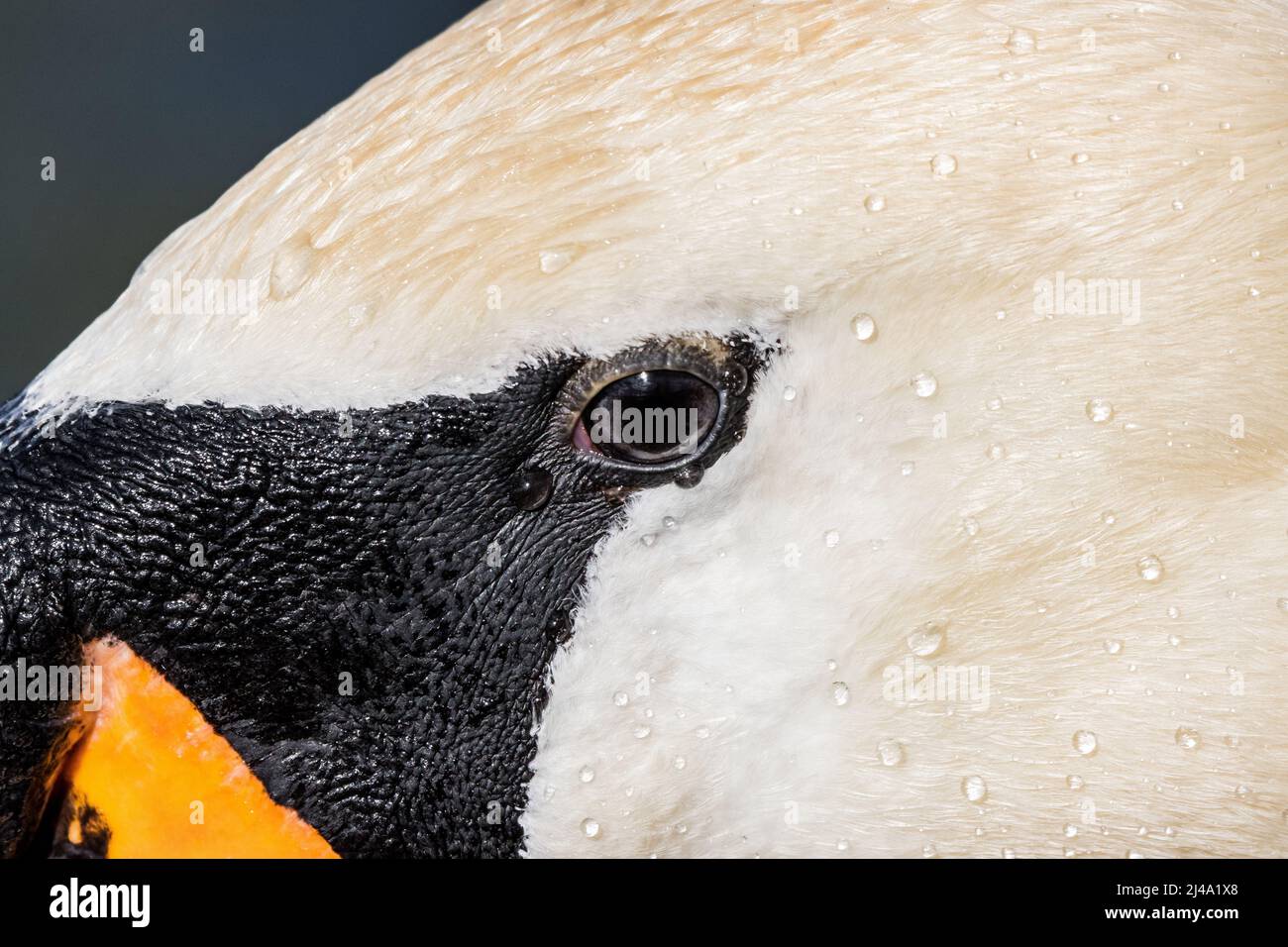 Close up of a Swan Head Stock Photo - Alamy