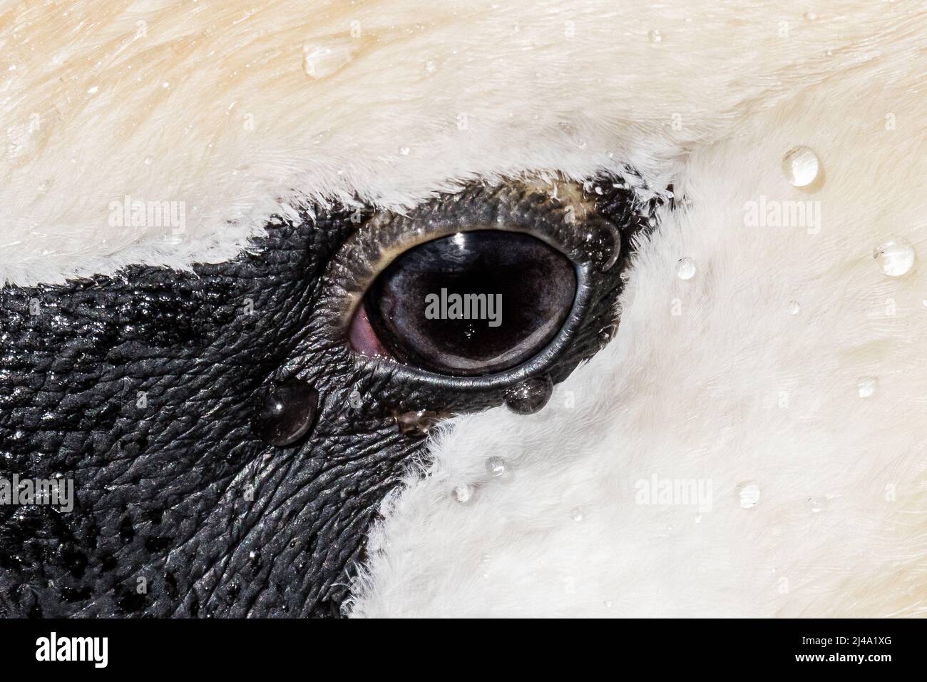 Trumpet of the swan hi-res stock photography and images - Alamy