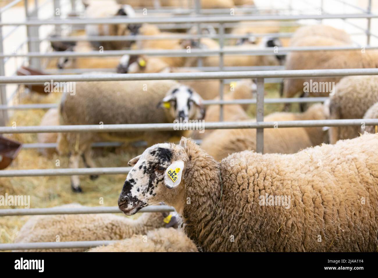 Ripollesa sheep breed animals on display in a farming fair Stock Photo ...