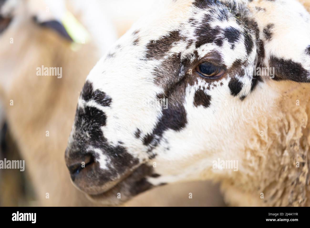 ö¡ ram hi-res stock photography and images - Alamy