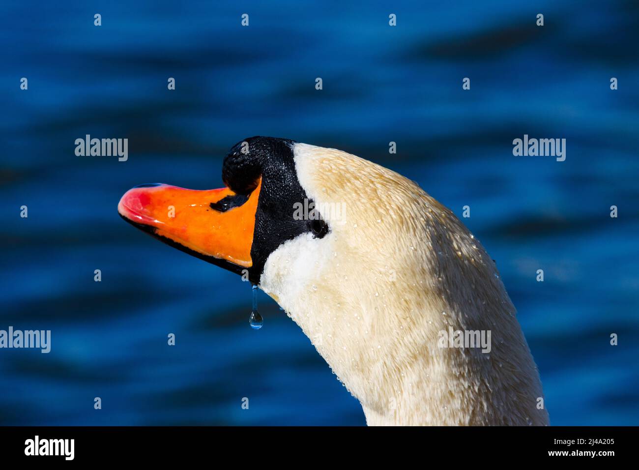 Close up swan wet head hi-res stock photography and images - Alamy