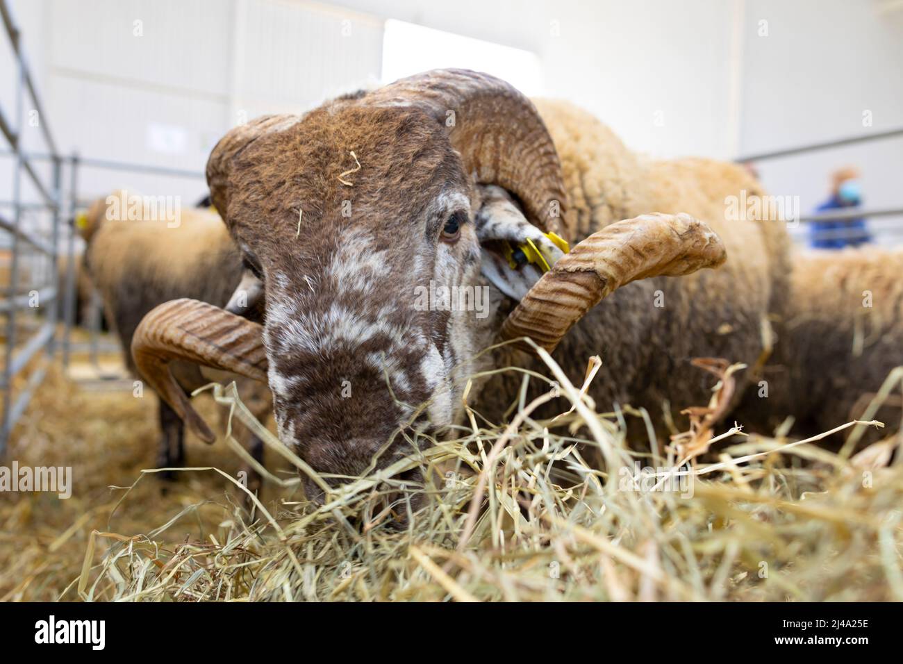 White ram sheep long horns hi-res stock photography and images - Alamy