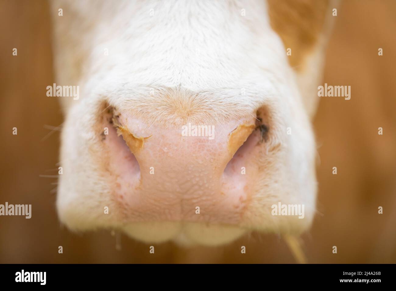 Simmental or Swiss Fleckvieh cattle nose (bos primigenius taurus Stock ...