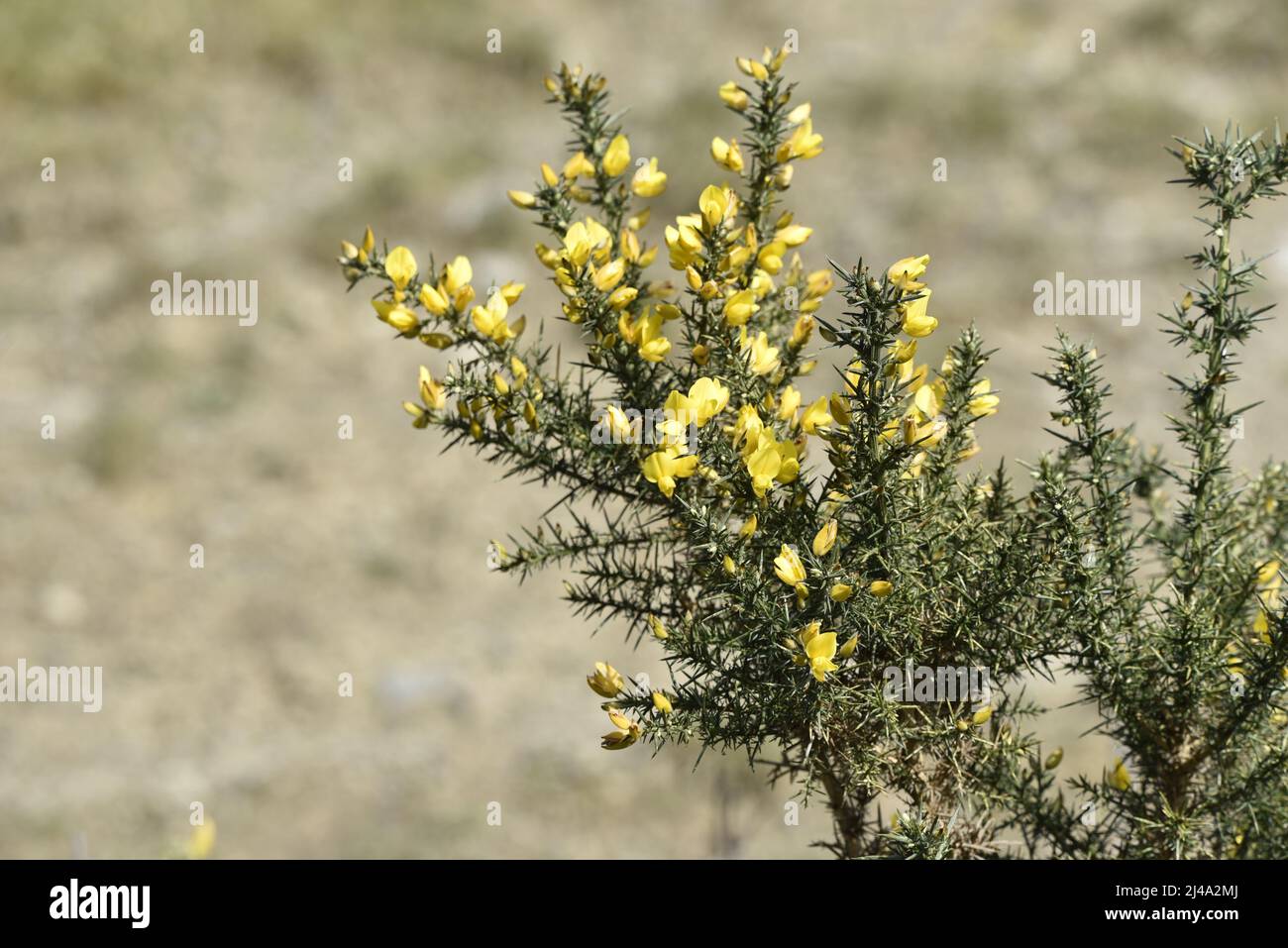 Gorse bush yellow flowers hi-res stock photography and images - Alamy