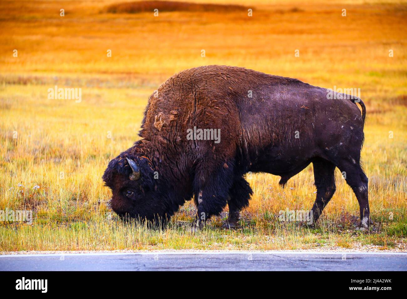 1200 pounds bison hi-res stock photography and images - Alamy