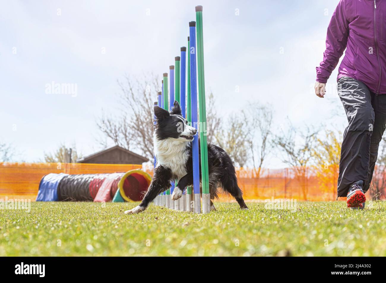 Border collie collies jumping hi-res stock photography and images - Alamy