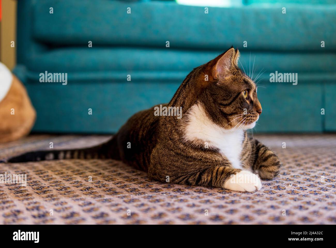 House cat looking off to the side while laying on floor Stock Photo - Alamy