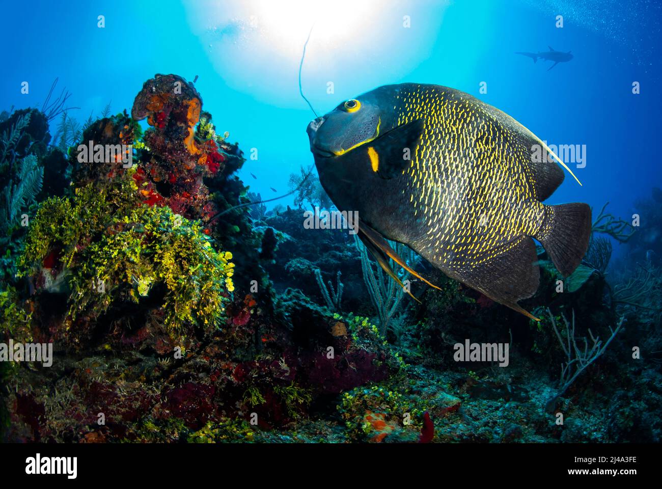 Blue lady angelfish hi-res stock photography and images - Alamy