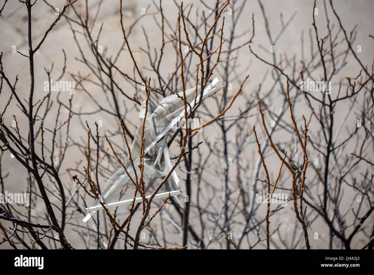 Parts of windows hang on tree branches and lie on the ground. Russian ...