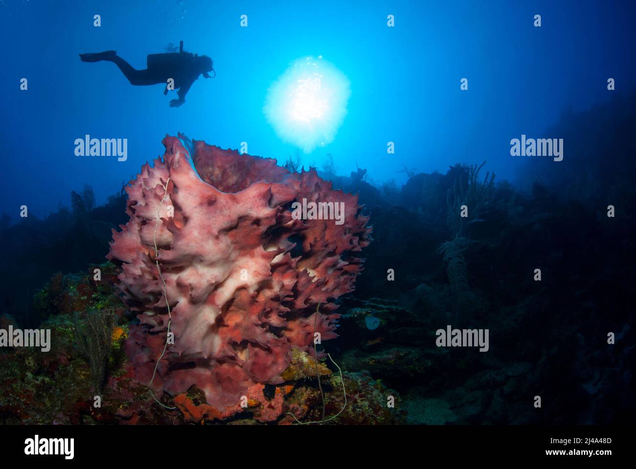 Giant barrel sponge with diver Stock Photo - Alamy