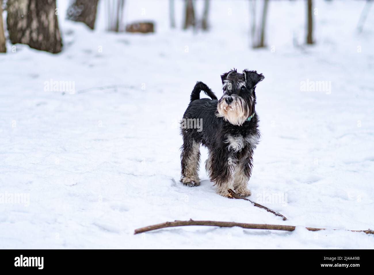 Miniature Schnauzer dog beard snow pup, In the afternoon portrait pet ...