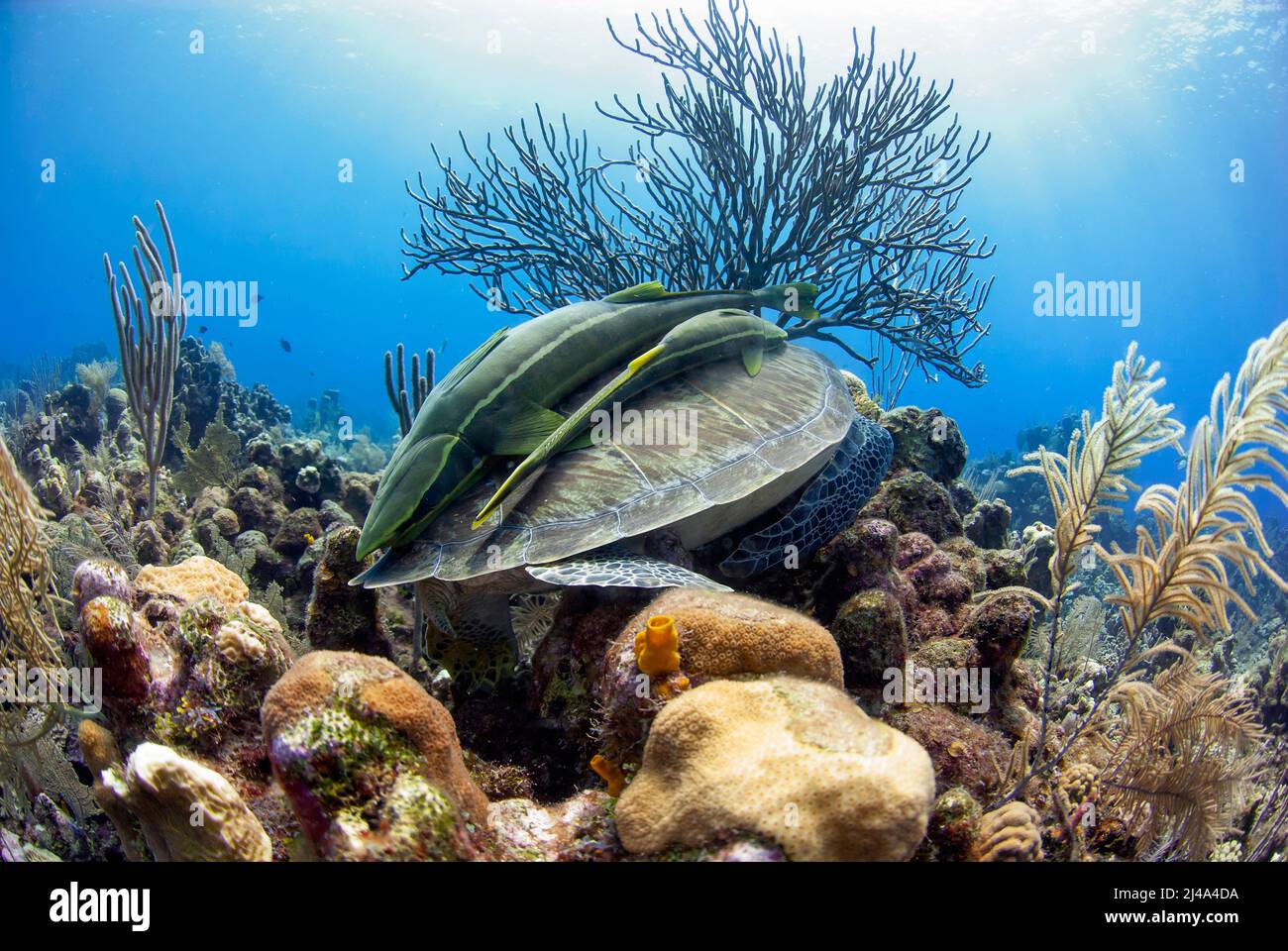 Sea turtles with remora on the back Stock Photo - Alamy