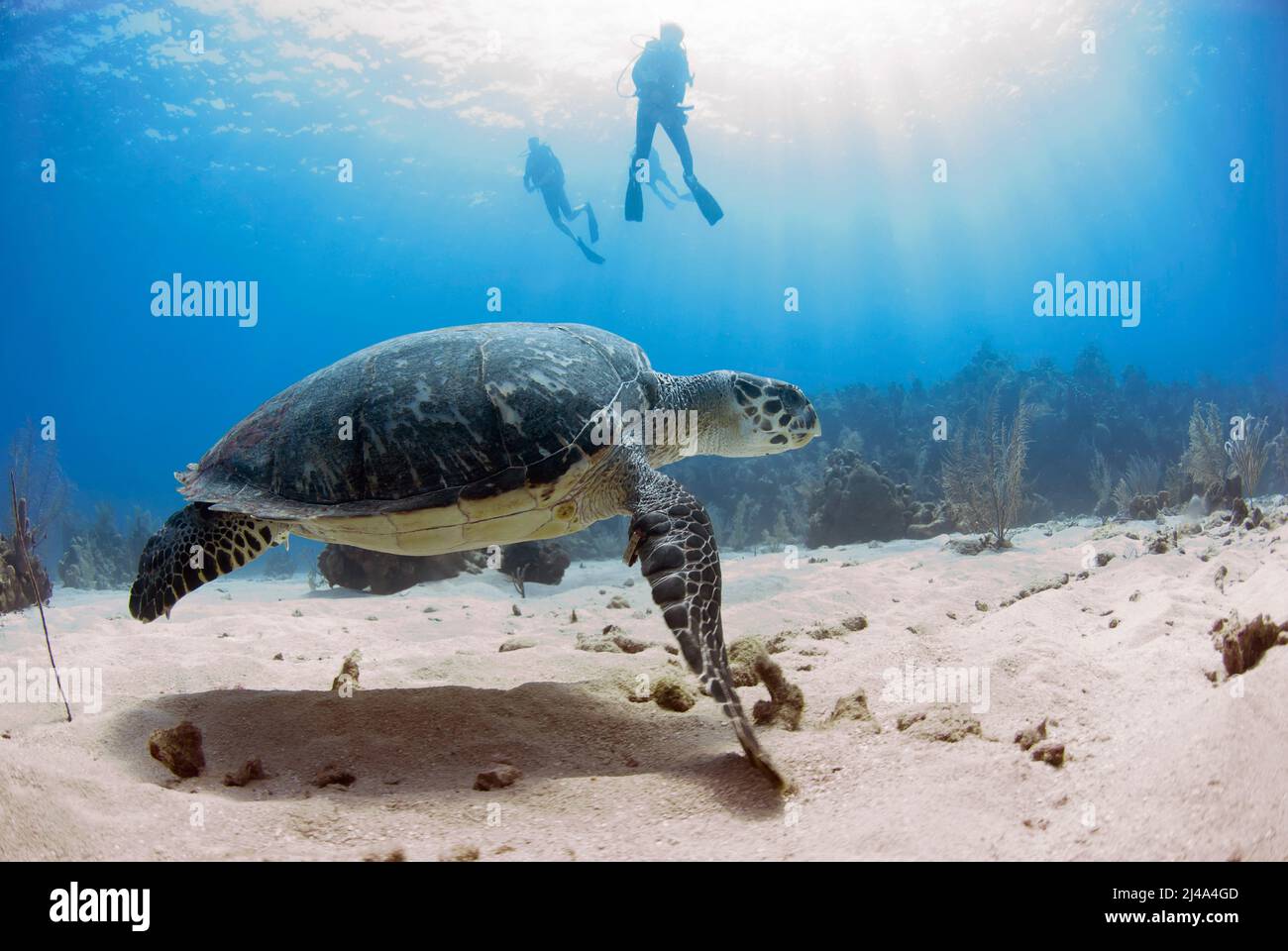 Sea turtles with diver Stock Photo - Alamy