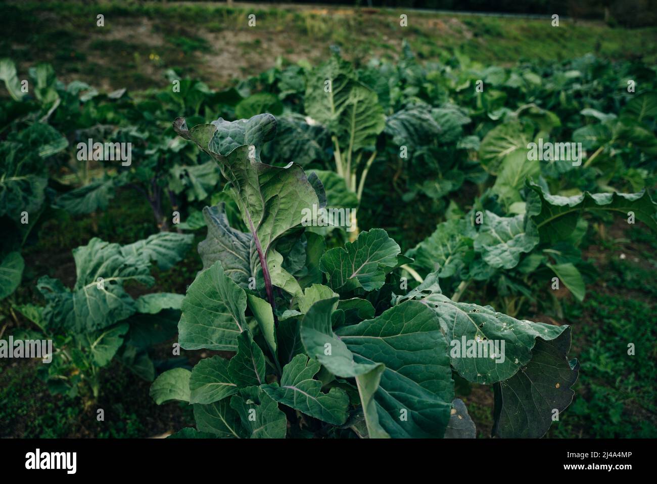 Growing chinese cabbage harvest planting seeds. High quality photo ...
