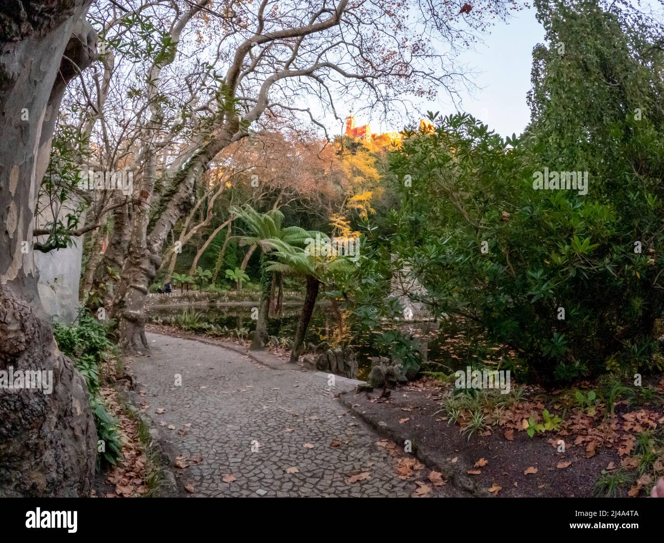 Pond in the garden of Palace of Pena, Jardins do Parque da Pena in ...