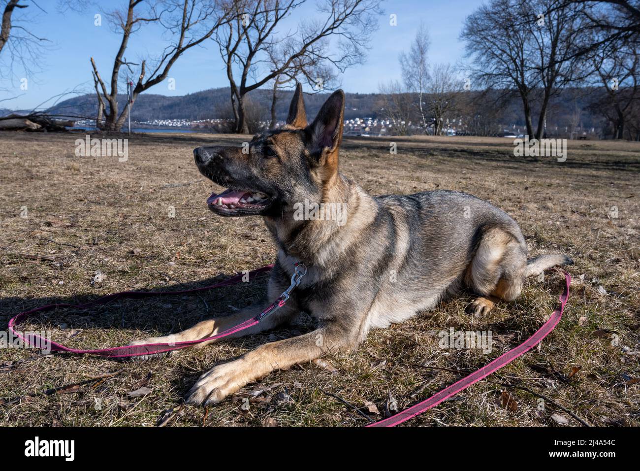 German Shepherd Silver Sable