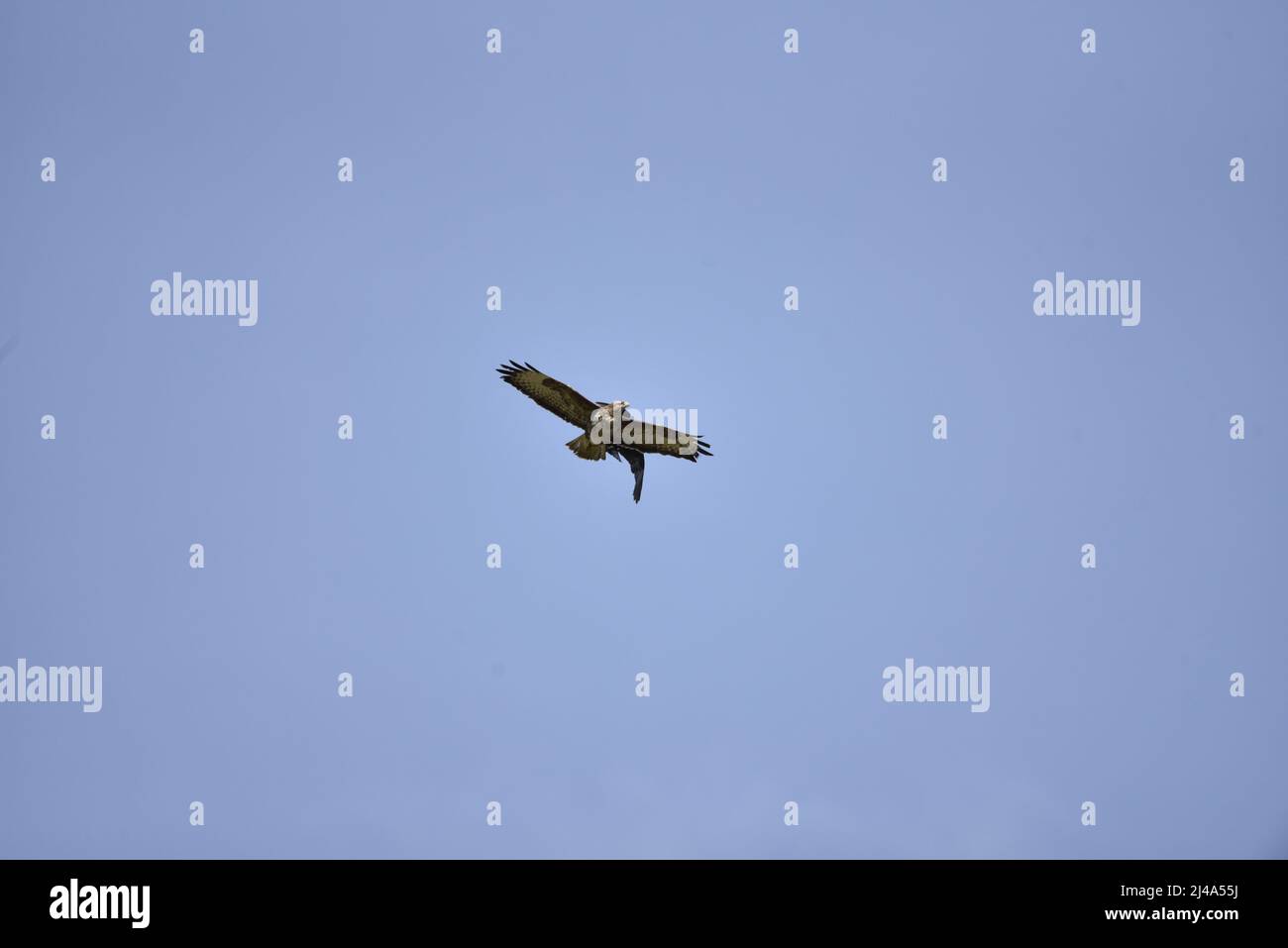 Flying crow from above hi-res stock photography and images - Alamy