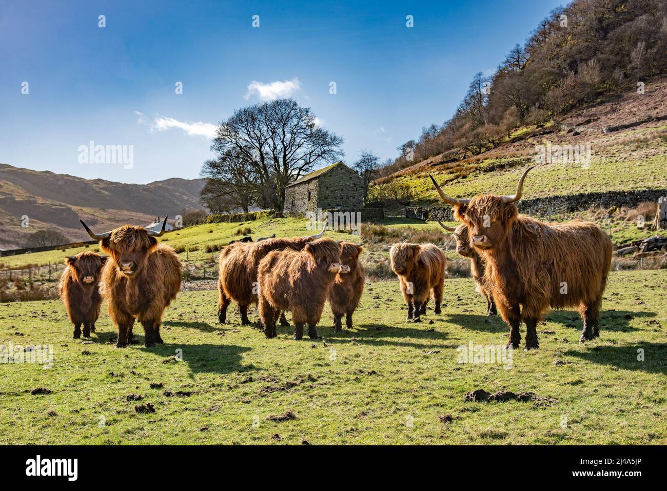 Highland cows and calves, Haweswater, Bampton, Cumbria, UK Stock Photo ...