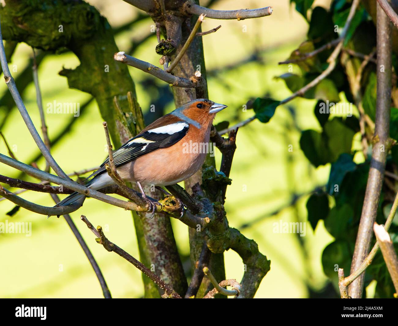 A male Chaffinch, Chipping, Preston, Lancashire, UK Stock Photo - Alamy