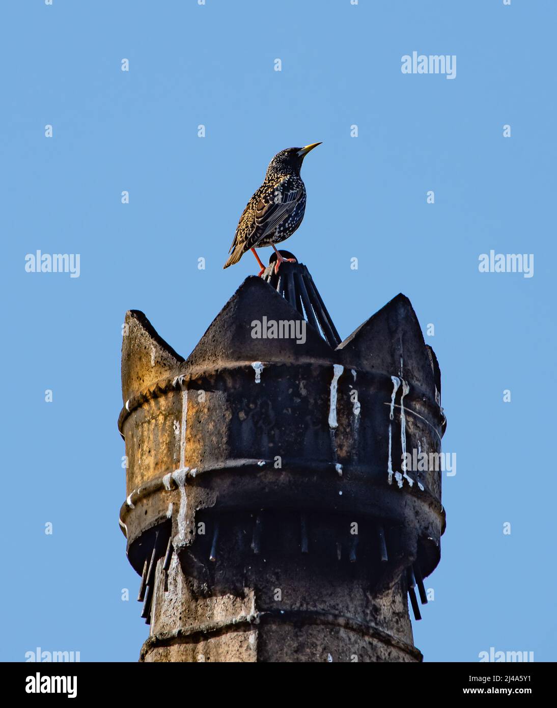 A starling on a chimney pot on a house roof, Chipping, Preston ...