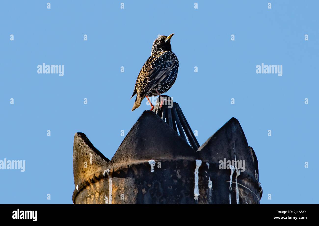 Perched starling bird hi-res stock photography and images - Alamy