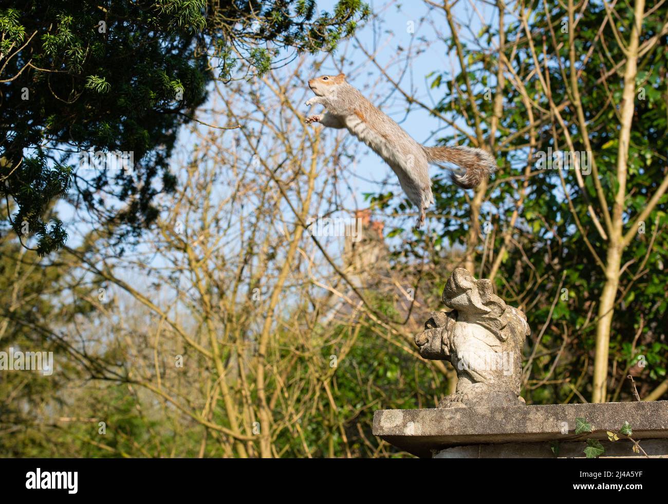 Squirrel jumping hi-res stock photography and images - Alamy
