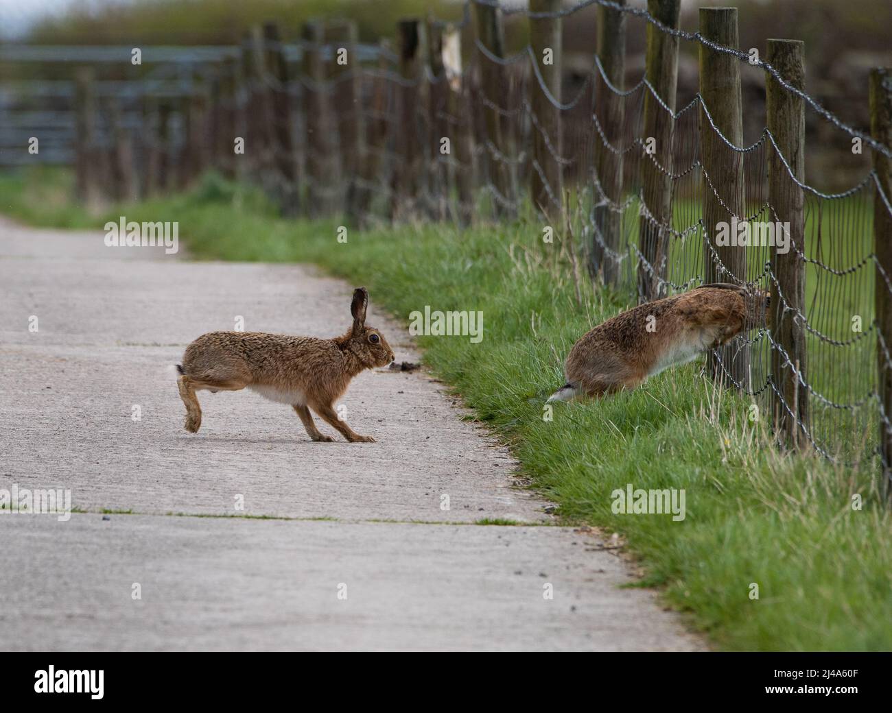 Two brown hares hi-res stock photography and images - Alamy