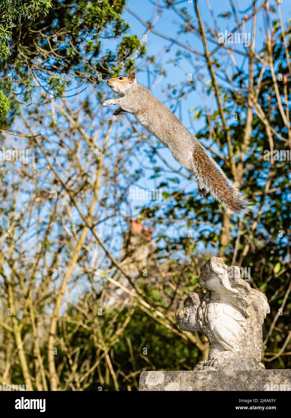 A grey squirrel jumping, Chipping, Preston, Lancashire, UK Stock Photo ...