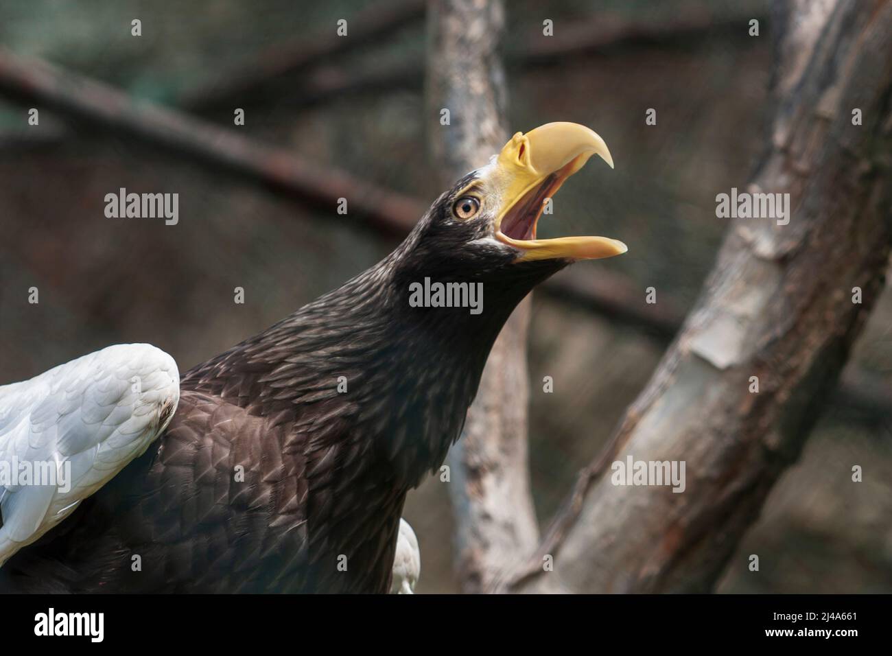Eagle in a cage with open beak and neck stretched out Stock Photo - Alamy