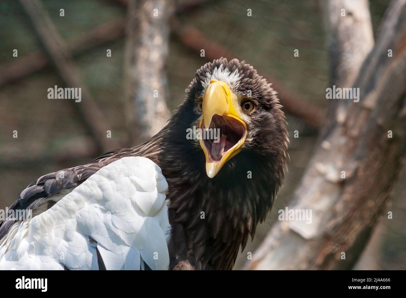 Eagle with an open beak Stock Photo - Alamy