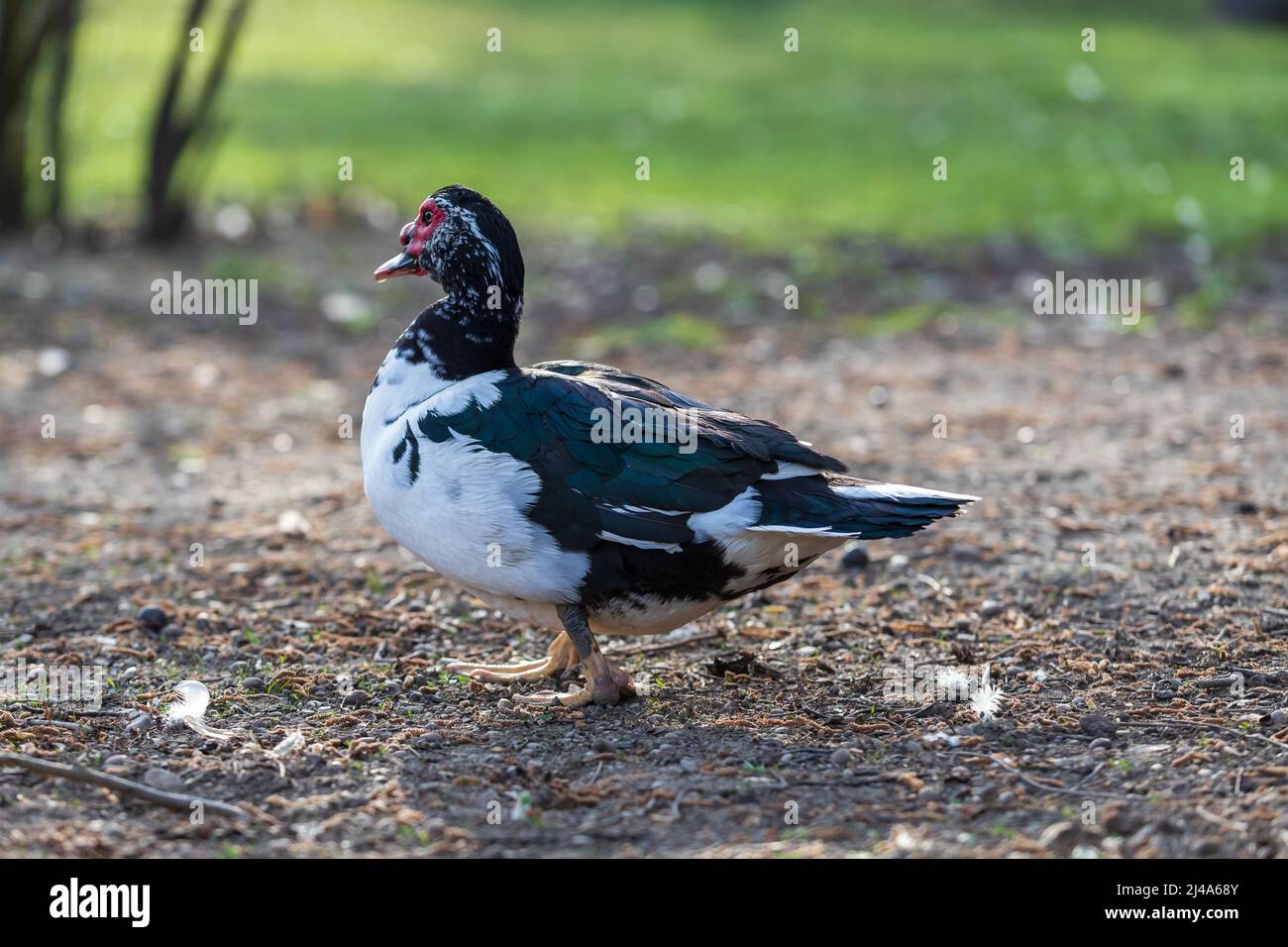 Black and white duck with a red beak in the meadow Stock Photo - Alamy