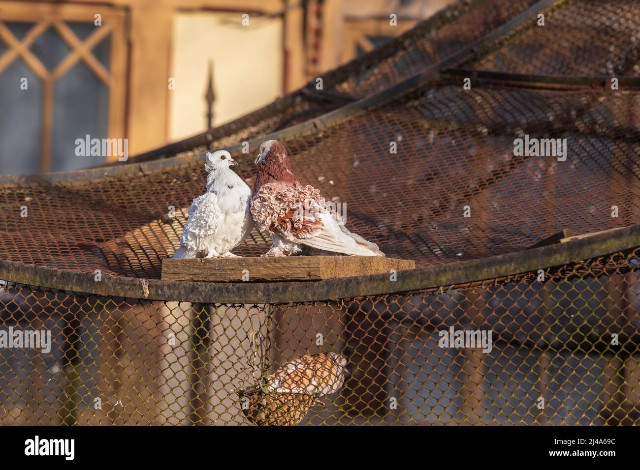 Ornamental pigeons hi-res stock photography and images - Alamy