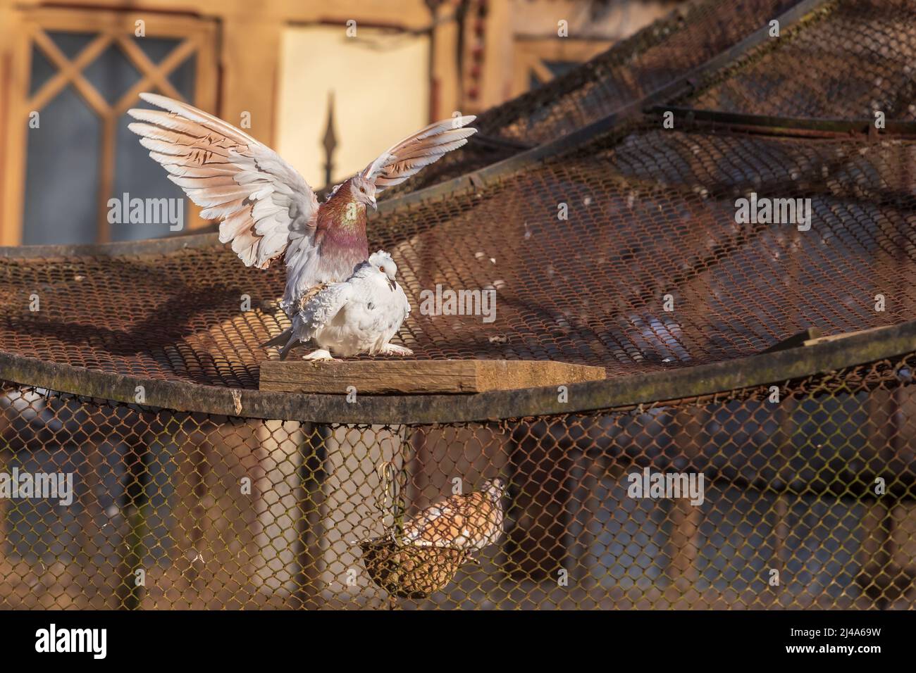 Two ornamental pigeons are courtship and mating Stock Photo - Alamy