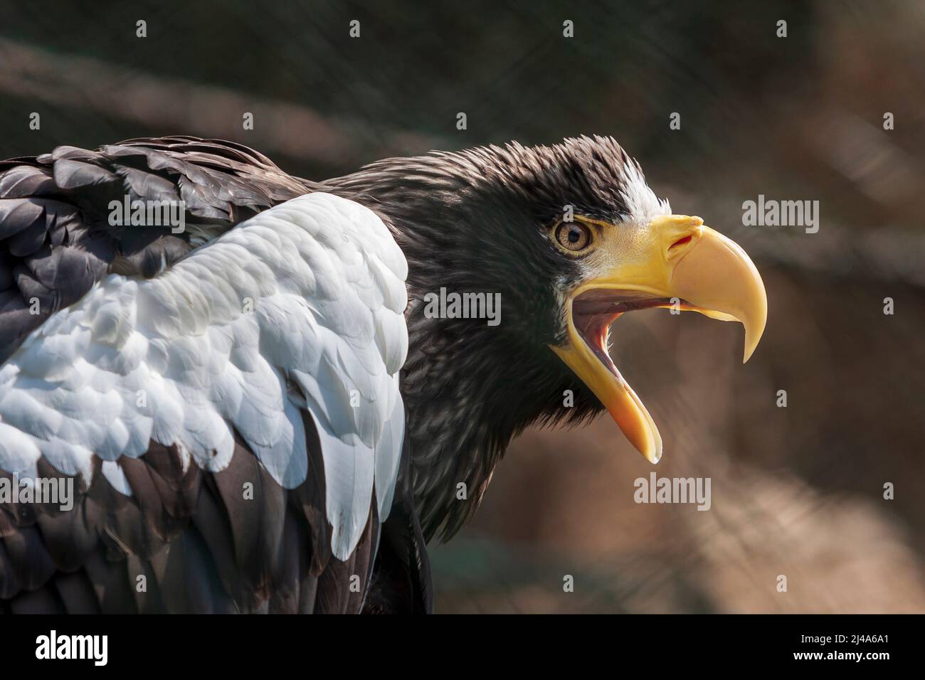 A portrait of an eagle from the side with its beak open Stock Photo - Alamy