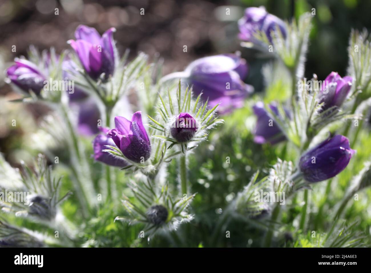 Close-up of blue-violet Pasqueflowers, Pulsatilla Vulgaris Stock Photo - Alamy