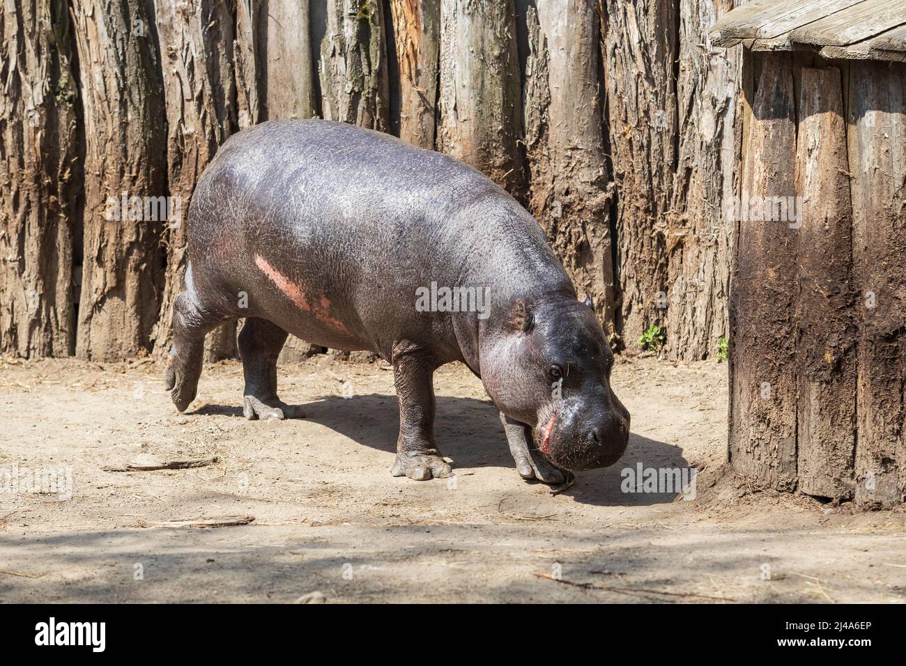 Choeropsis liberiensis - Liberian hippopotamus in a wooden corral in ...
