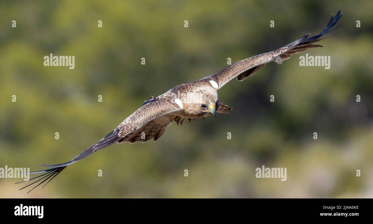 Booted eagle, Hieraaetus pennatus, flying Stock Photo - Alamy