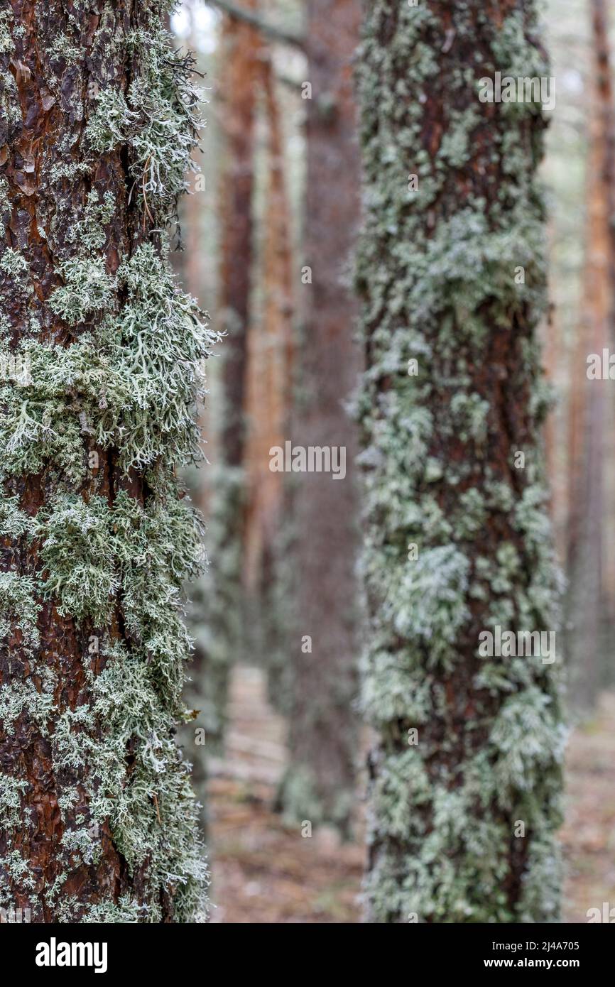 Pine trees covered with lichens at forest, Sierra de Albarracin, Teruel ...