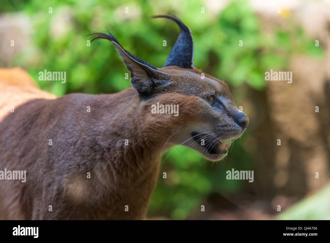 Portrait of a Caracal - Caracal caracal - has an open mouth and his ...