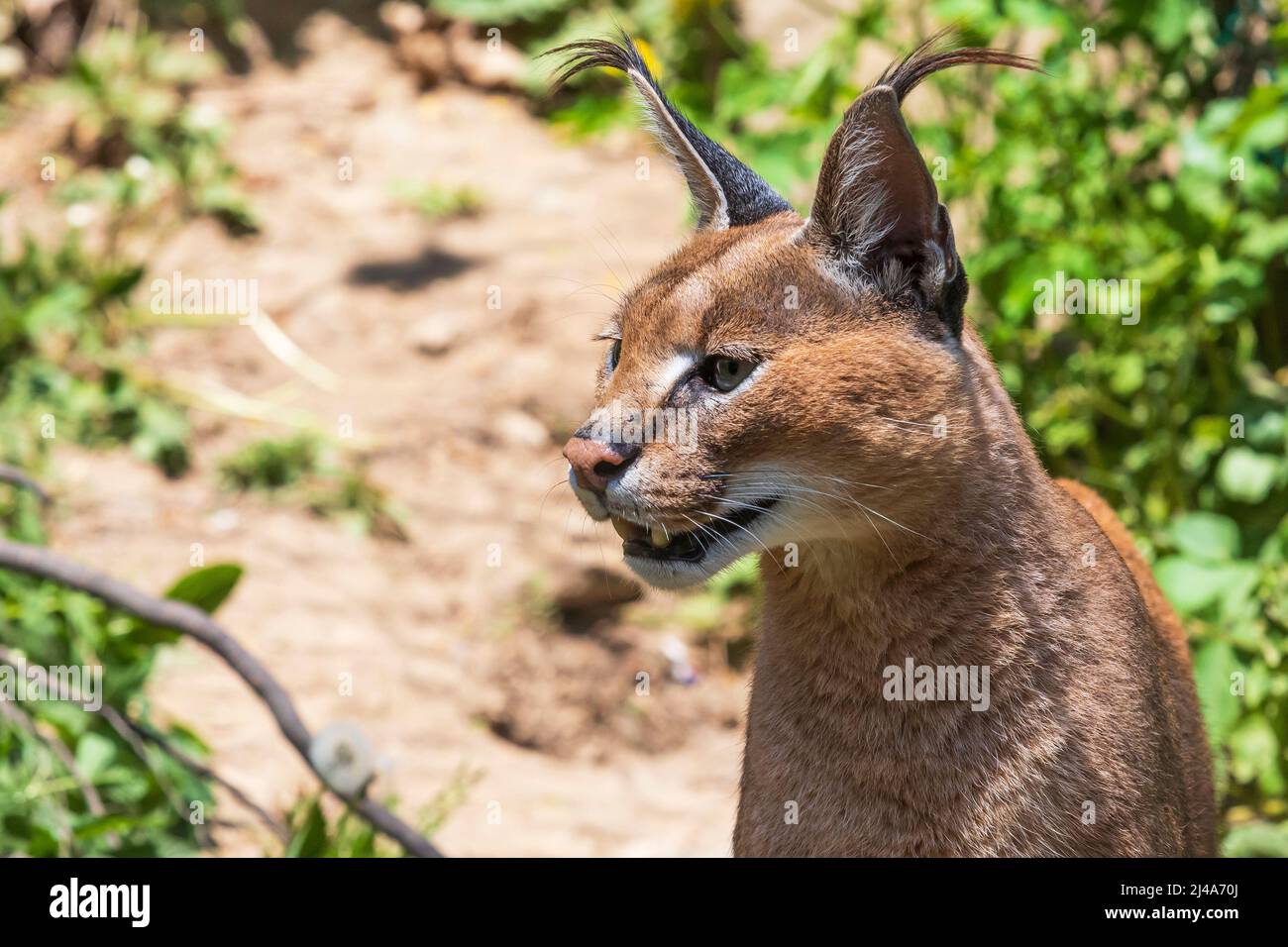 Portrait of a Caracal - Caracal caracal - has an open mouth and his ...