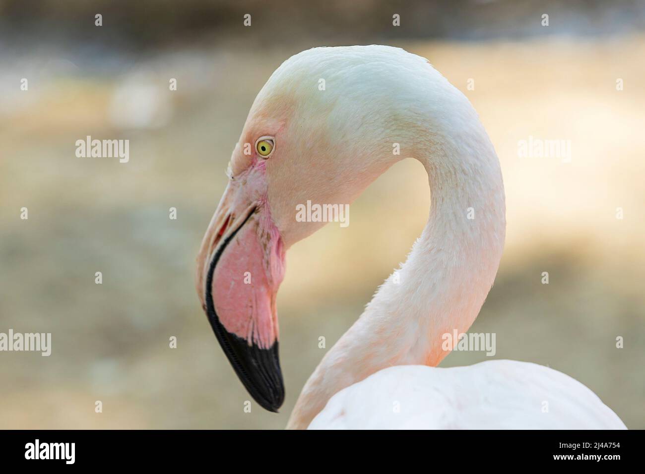 Phoenicopteridae - Flamingo portrait where the eye and long neck are ...