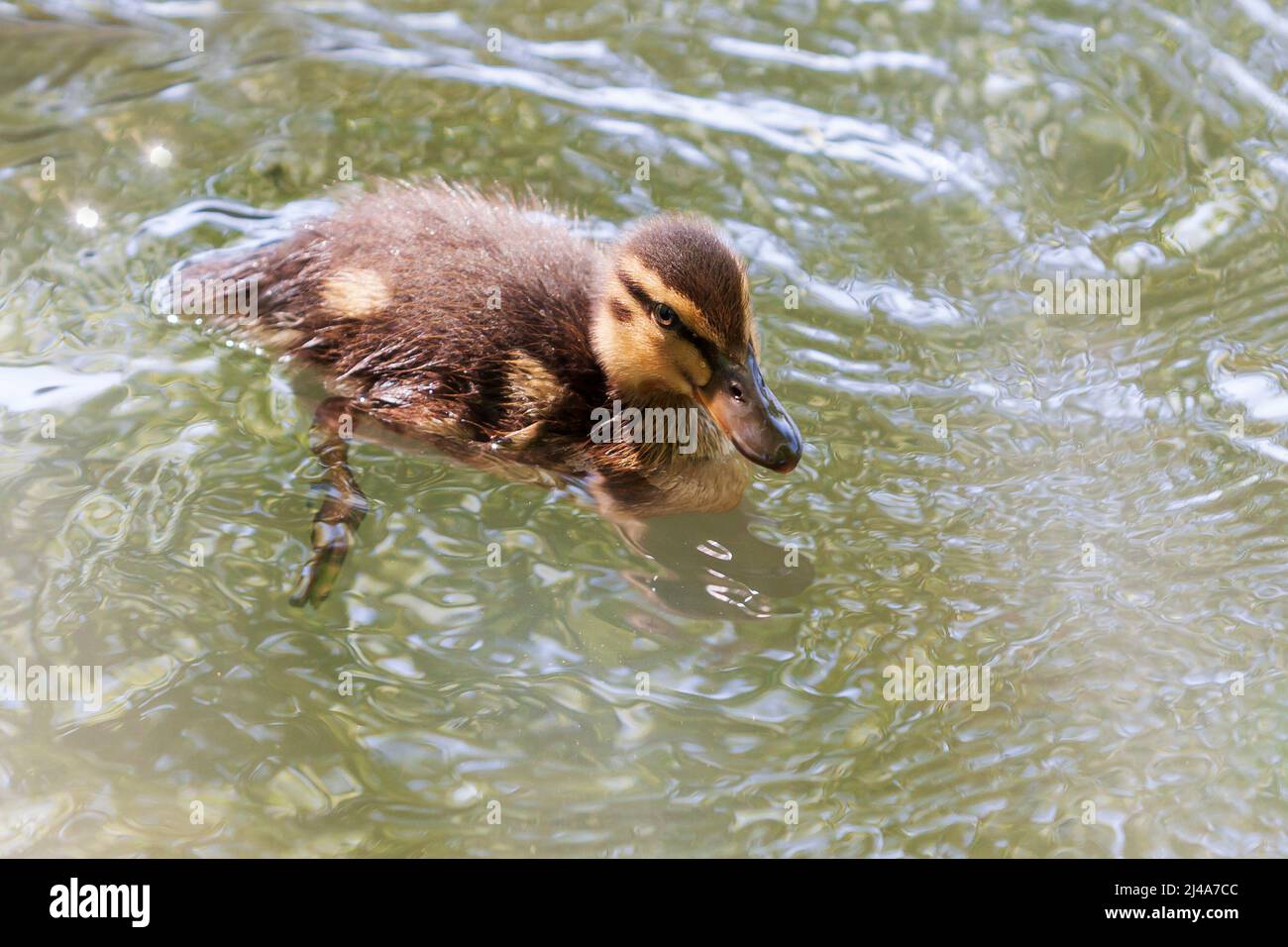 Portrait of a small duck that swims on the water Stock Photo - Alamy