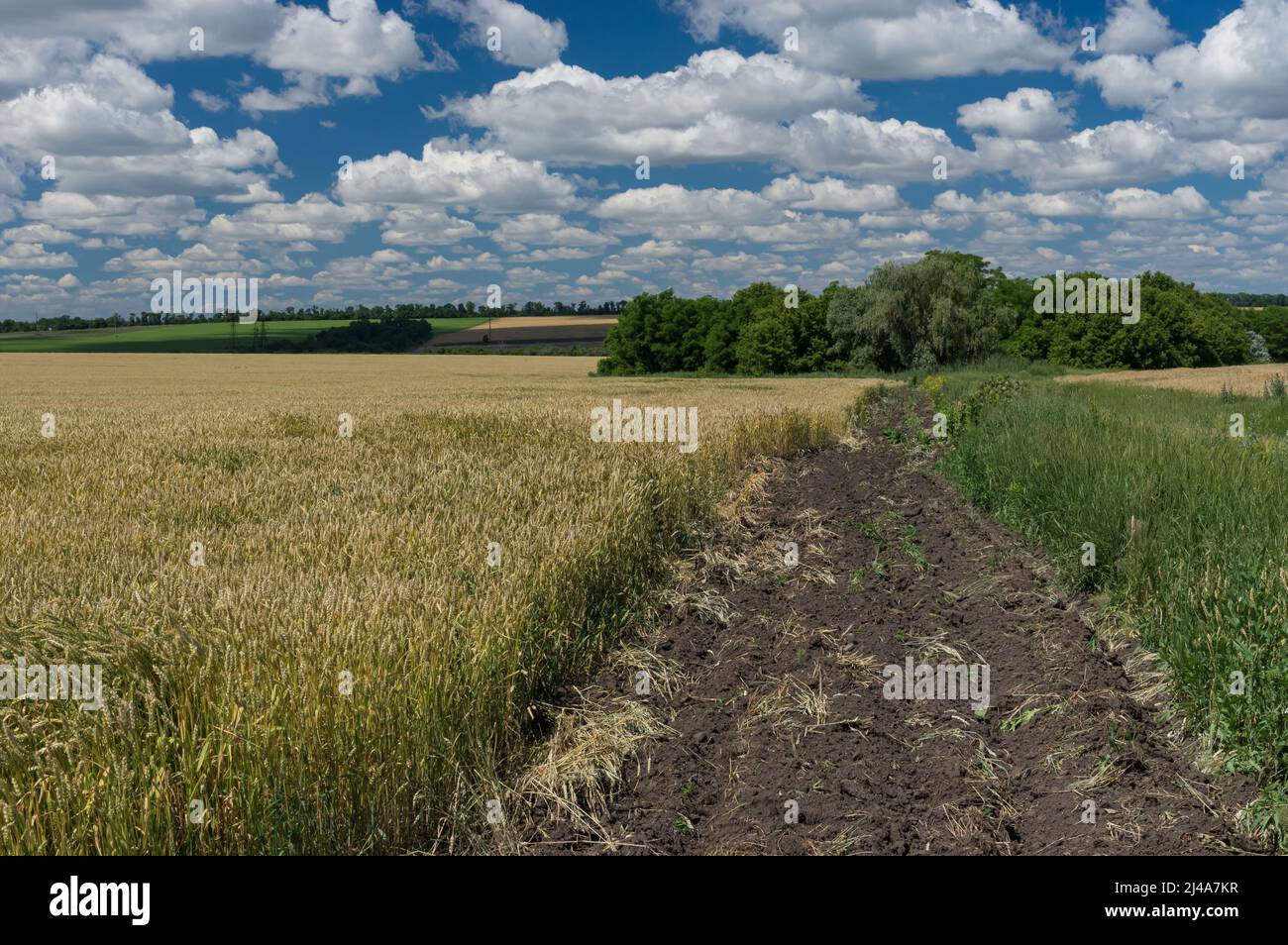 Classic Ukrainian rural landscape with corn fields and earth road Stock ...